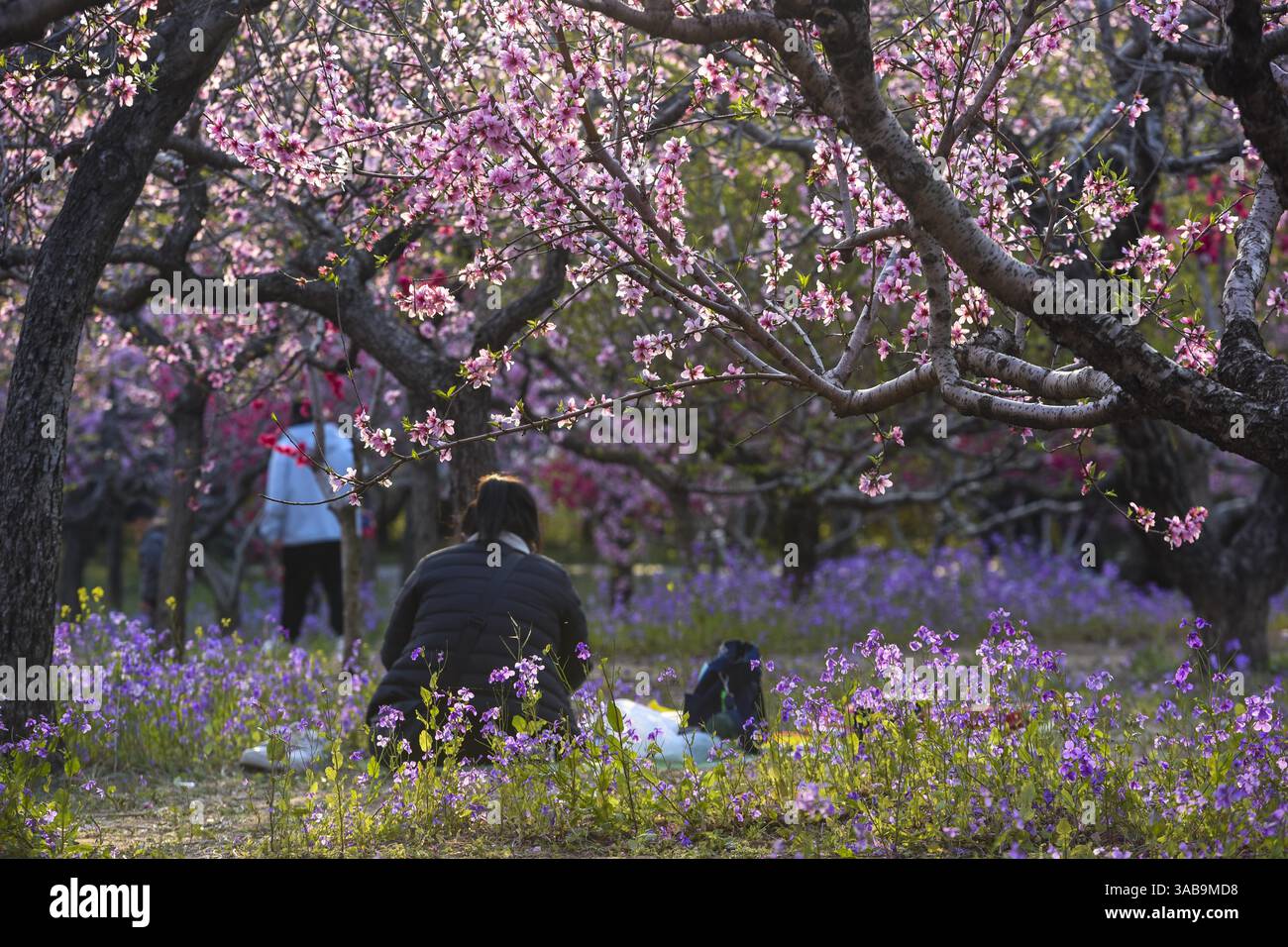 Aerial photo shows blooming spring flowers in Huai'an City, east China ...