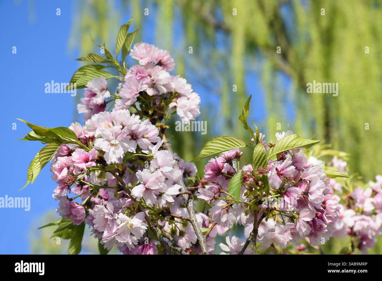Cherry blossoms enter the best viewing time at Yuyuantan Park in ...