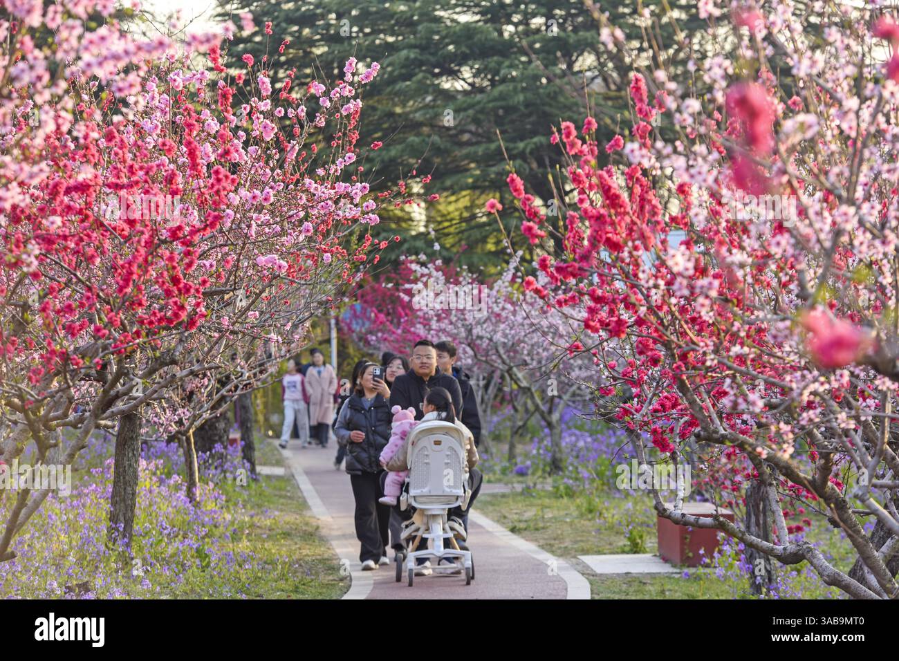 Aerial photo shows blooming spring flowers in Huai'an City, east China ...