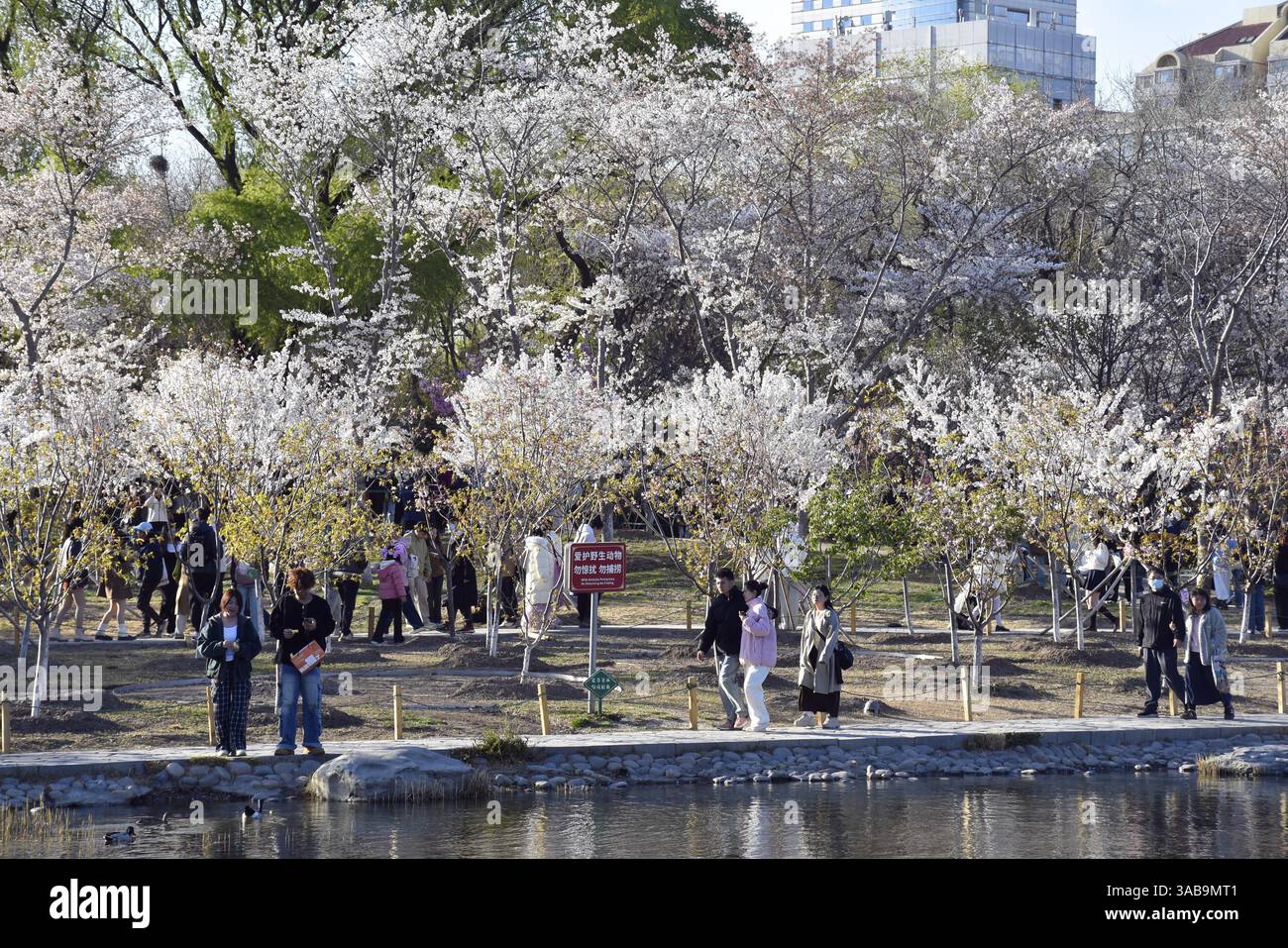 Cherry blossoms enter the best viewing time at Yuyuantan Park in ...