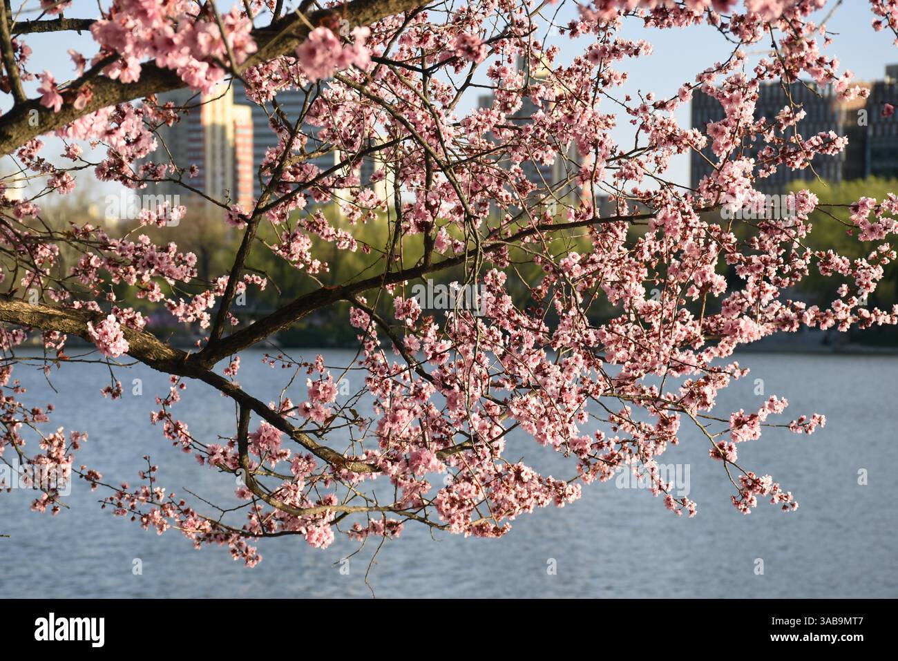 Cherry blossoms enter the best viewing time at Yuyuantan Park in ...