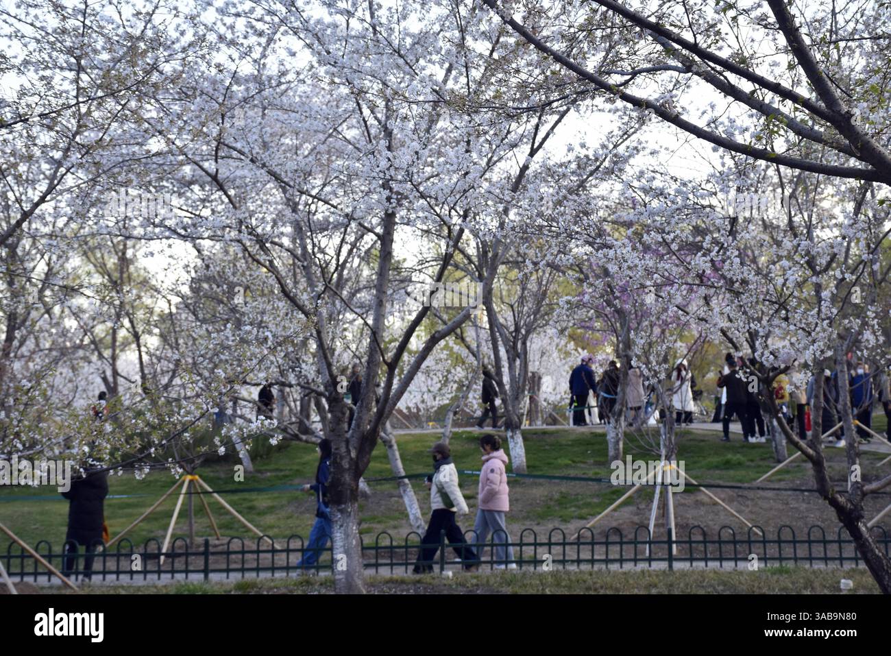 Cherry blossoms enter the best viewing time at Yuyuantan Park in ...