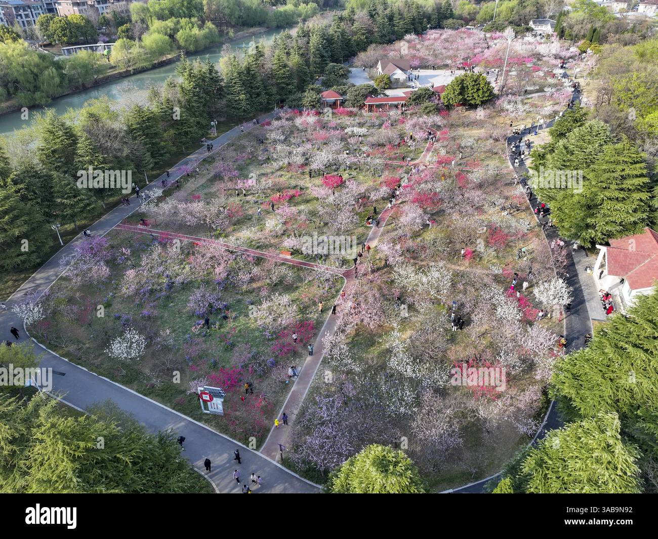 Aerial photo shows blooming spring flowers in Huai'an City, east China ...