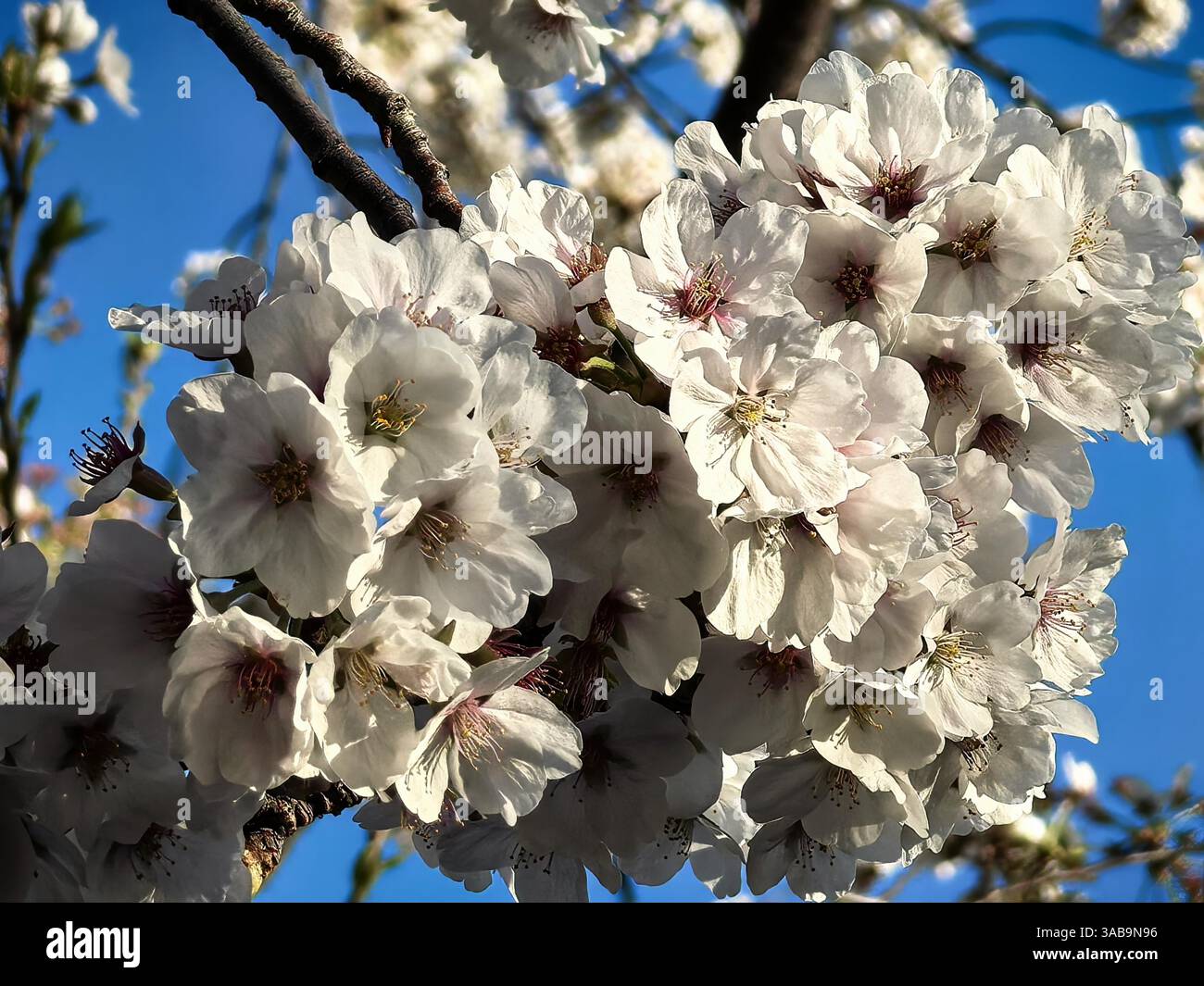 Cherry blossoms enter the best viewing time at Yuyuantan Park in ...