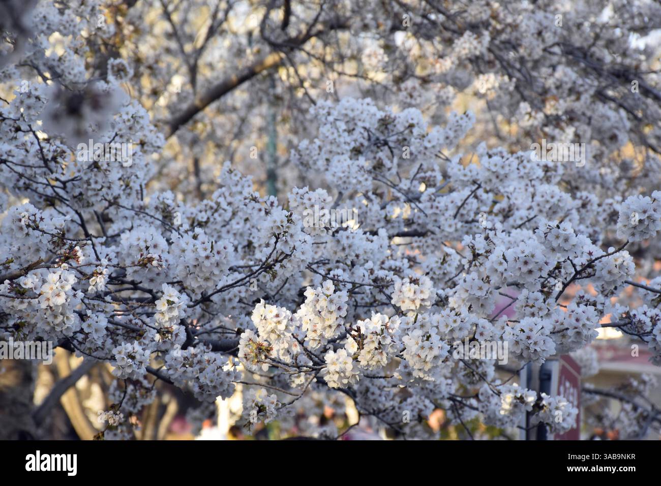 Cherry blossoms enter the best viewing time at Yuyuantan Park in ...