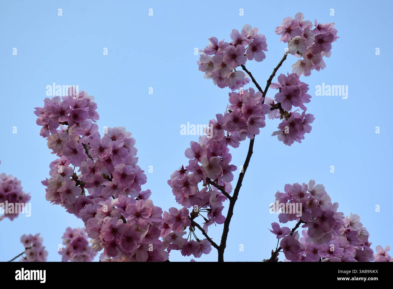 Cherry blossoms enter the best viewing time at Yuyuantan Park in ...