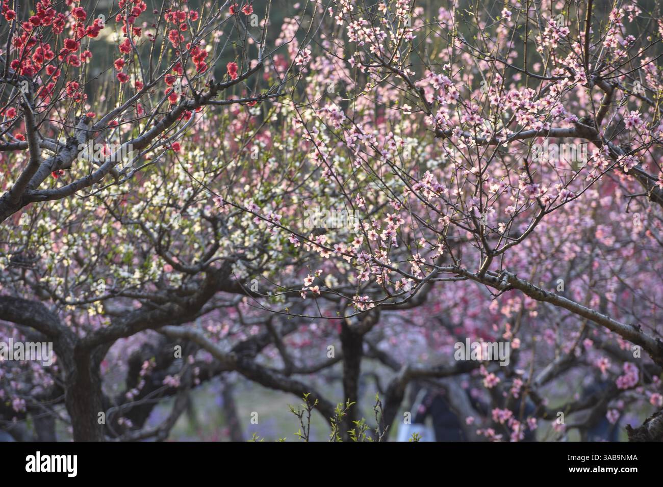Aerial photo shows blooming spring flowers in Huai'an City, east China ...