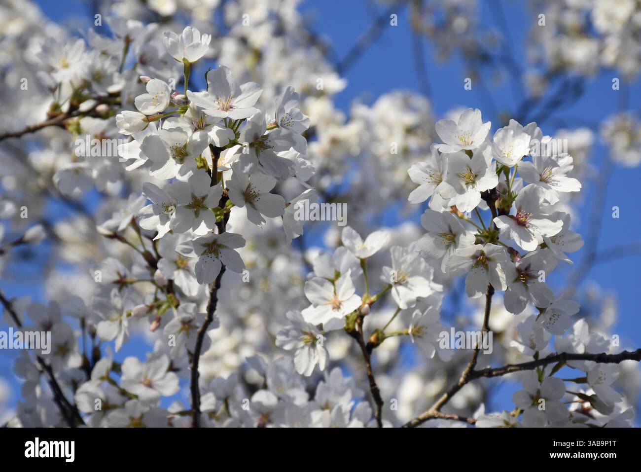 Cherry blossoms enter the best viewing time at Yuyuantan Park in ...