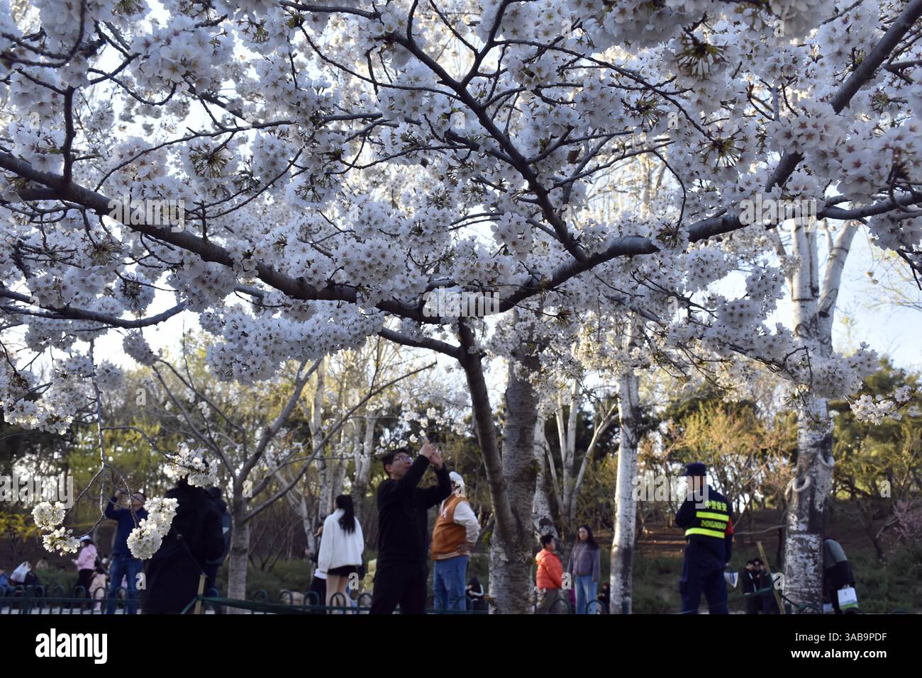 Cherry blossoms enter the best viewing time at Yuyuantan Park in ...