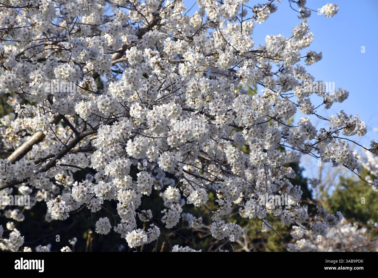 Cherry blossoms enter the best viewing time at Yuyuantan Park in ...