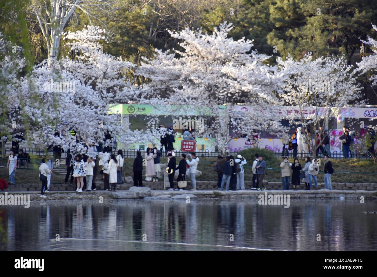 Cherry blossoms enter the best viewing time at Yuyuantan Park in ...