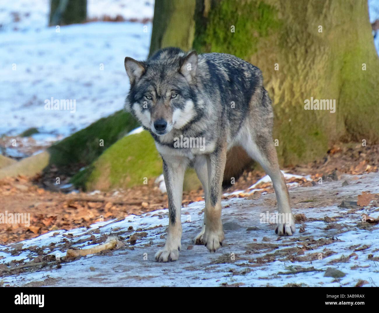 Wolf-Europaeischer Grauwolf in Deutschland in Aktion. Wolf-Grauwolf ...