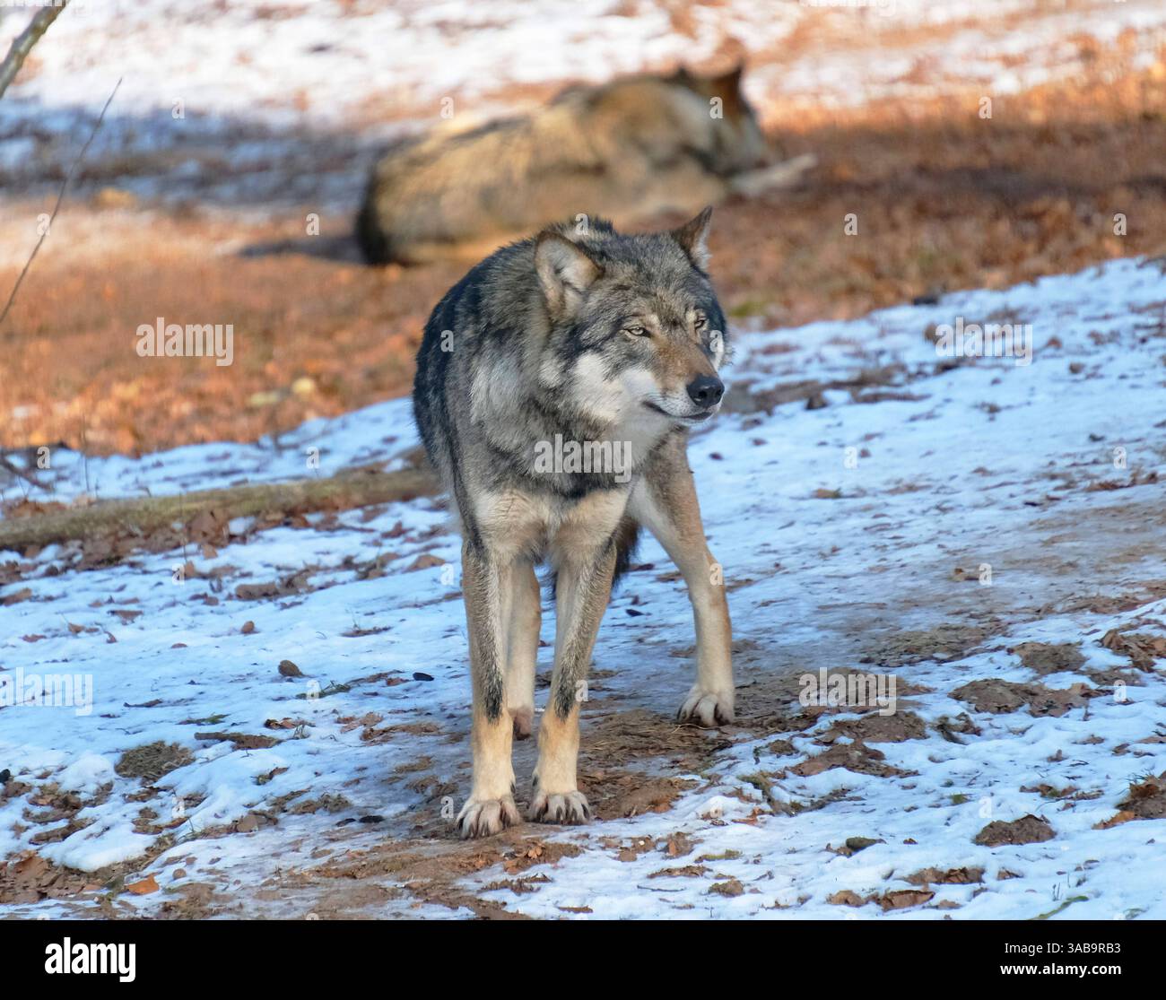 Wolf-Europaeischer Grauwolf in Deutschland in Aktion. Wolf-Grauwolf ...