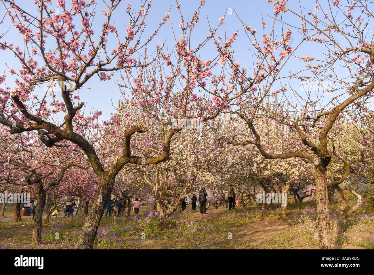 Aerial photo shows blooming spring flowers in Huai'an City, east China ...
