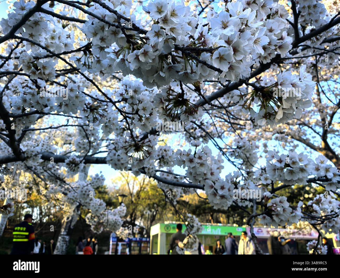 Cherry blossoms enter the best viewing time at Yuyuantan Park in ...