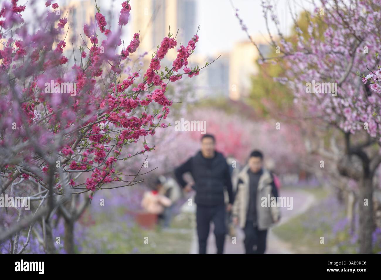 Aerial photo shows blooming spring flowers in Huai'an City, east China ...