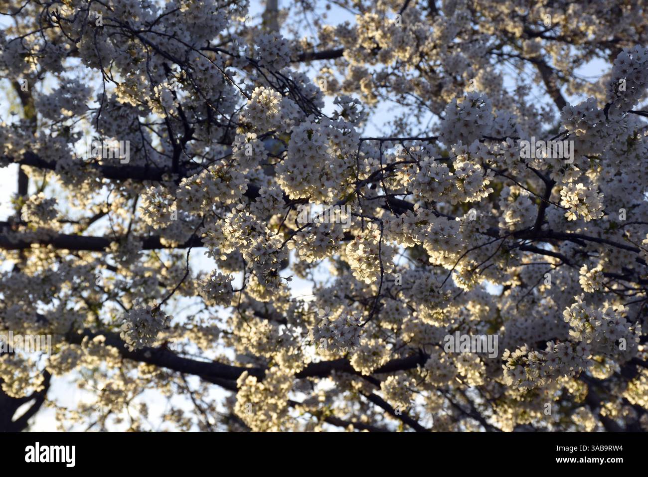 Cherry blossoms enter the best viewing time at Yuyuantan Park in ...