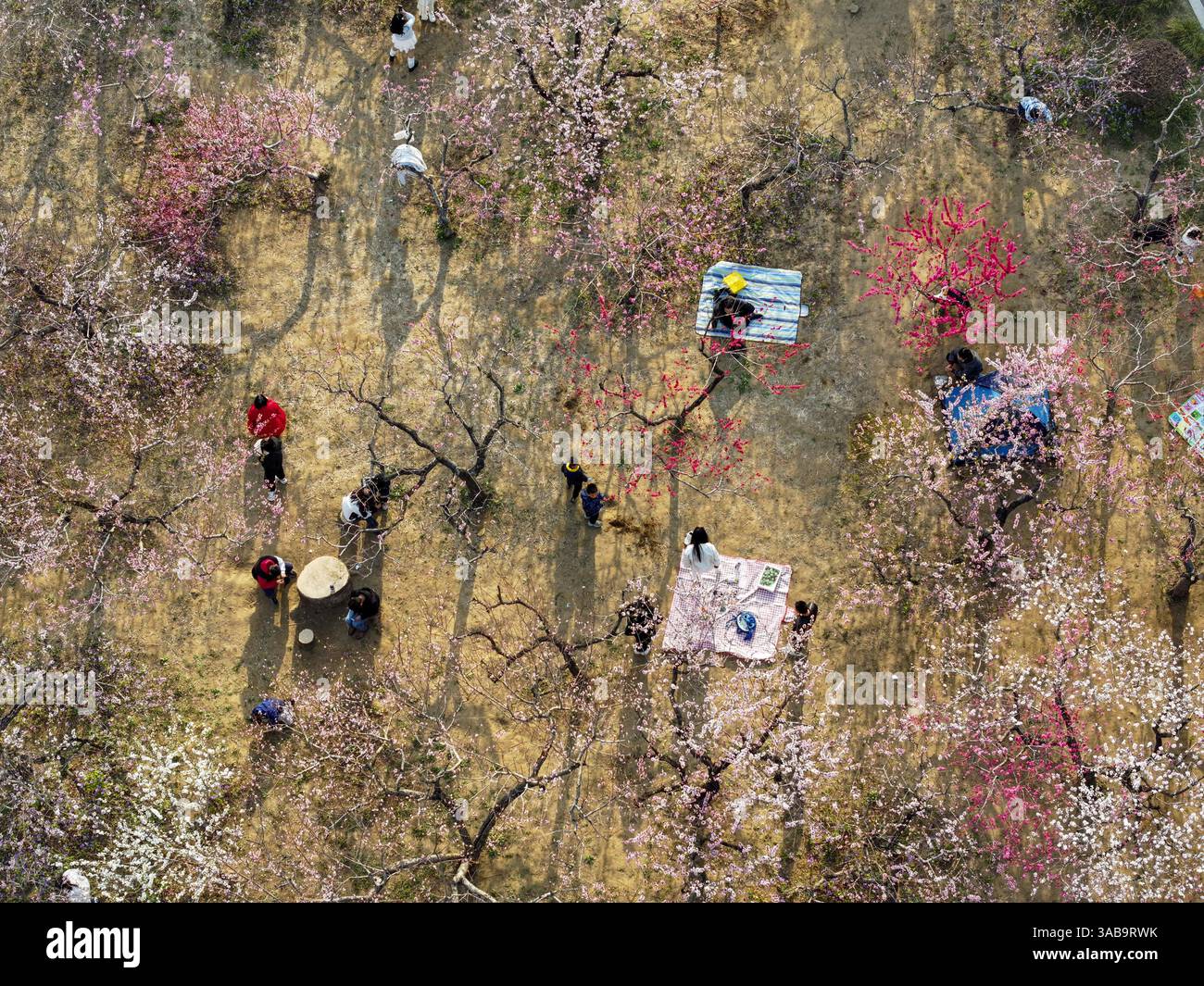 Aerial photo shows blooming spring flowers in Huai'an City, east China ...