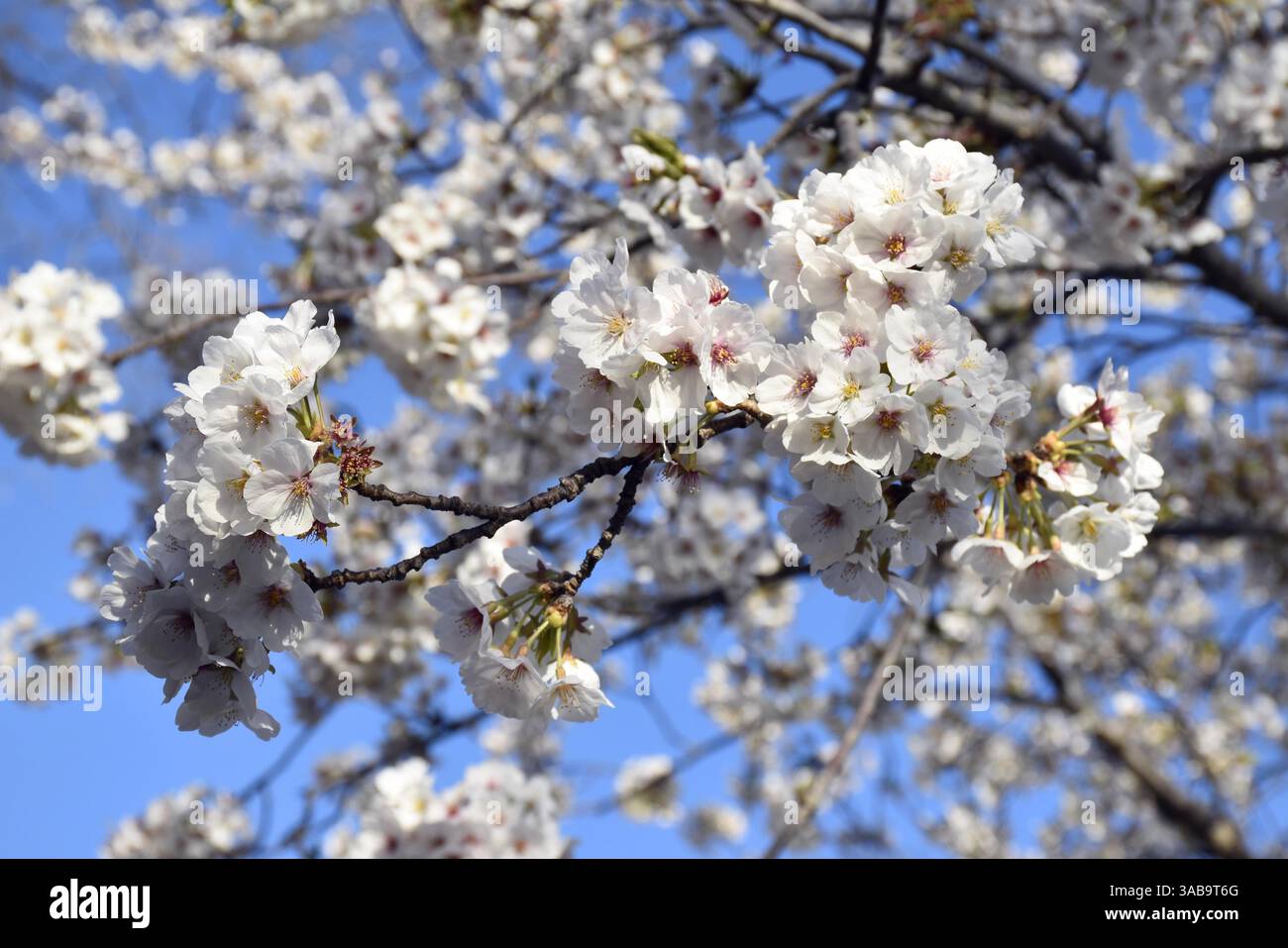 Cherry blossoms enter the best viewing time at Yuyuantan Park in ...