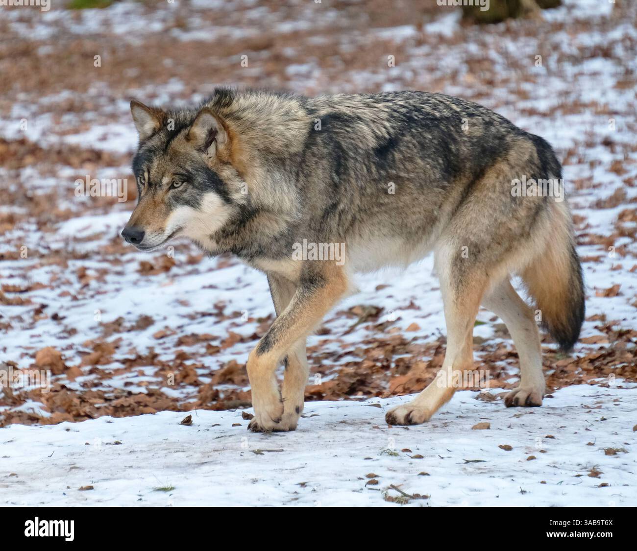 Wolf-Europaeischer Grauwolf in Deutschland in Aktion. Wolf-Grauwolf ...