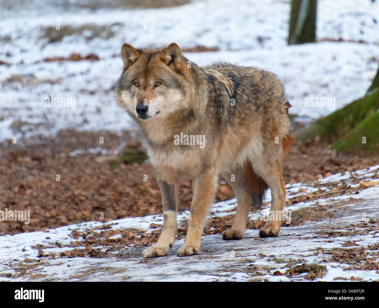 Wolf-Europaeischer Grauwolf in Deutschland in Aktion. Wolf-Grauwolf ...
