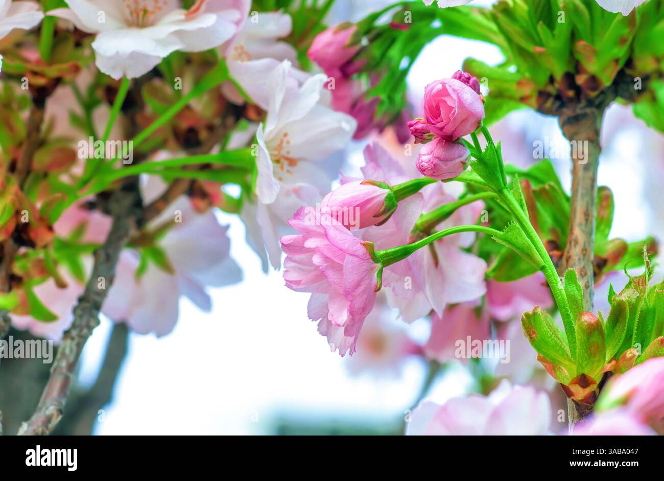 Pink cherry blossoms growing in an arch in spring garden close up ...