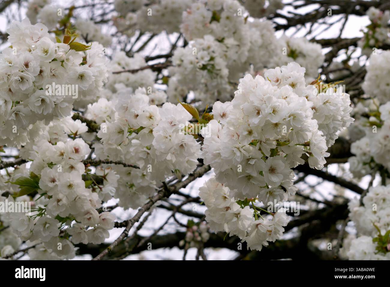 Branches of a beautiful ornamental flowering cherry tree on a spring ...