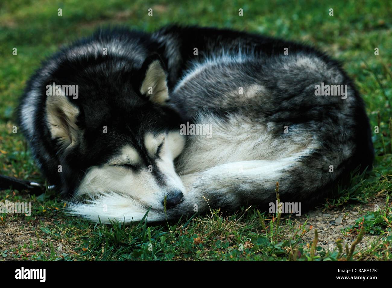 Sleeping Siberian Husky with closed eyes lying down on yard. Adorable ...