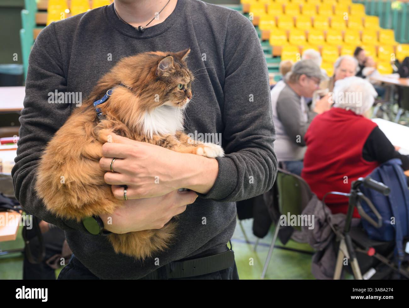 02 April 2025, Brandenburg, Frankfurt (Oder): Cat Mascha waits in his ...