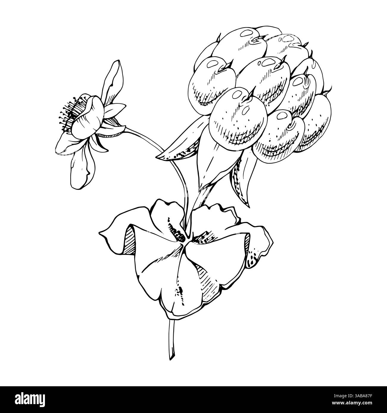 Cloudberry raspberry with white flowers, hand drawn vector ink, line ...