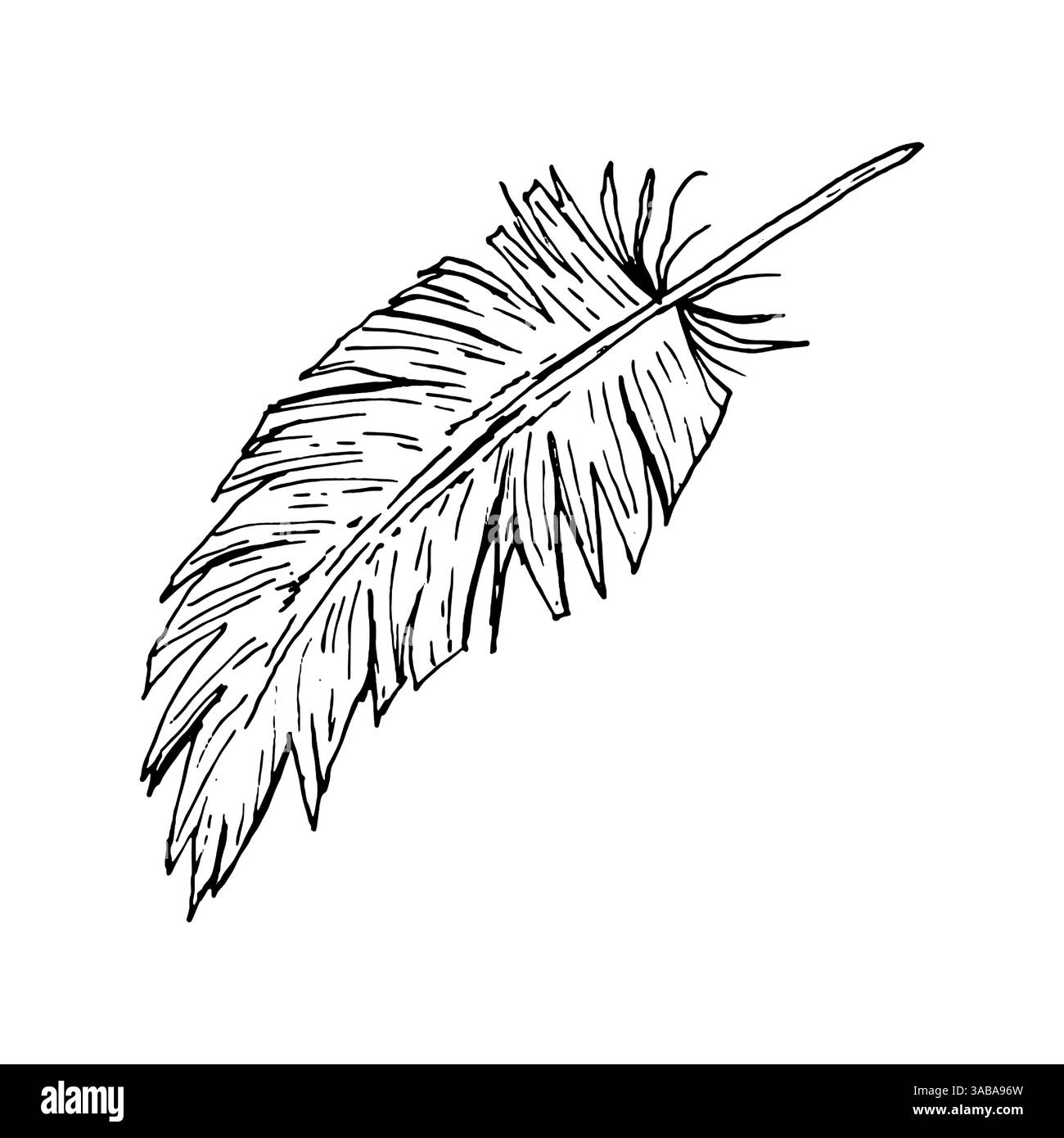 Hand drawn ink illustration of a feather with torn edges and detailed ...