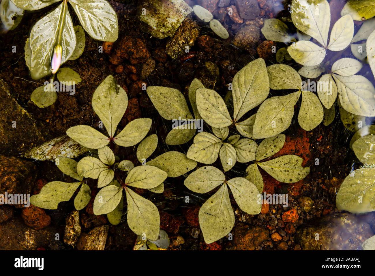 Earthy Tones and Green Leaves Underwater. Lush Leaves Beneath the ...