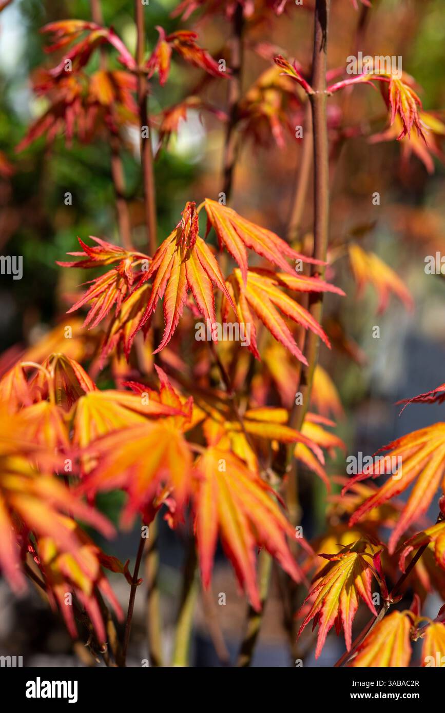 Acer Palmatum 'Orange Dream' new foliage in spring. A form of Japanese ...