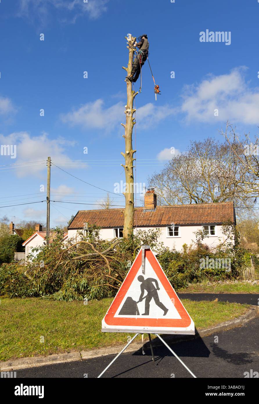 Tree Surgeon Arborist in a harness cutting down an Eucalyptus tree with ...