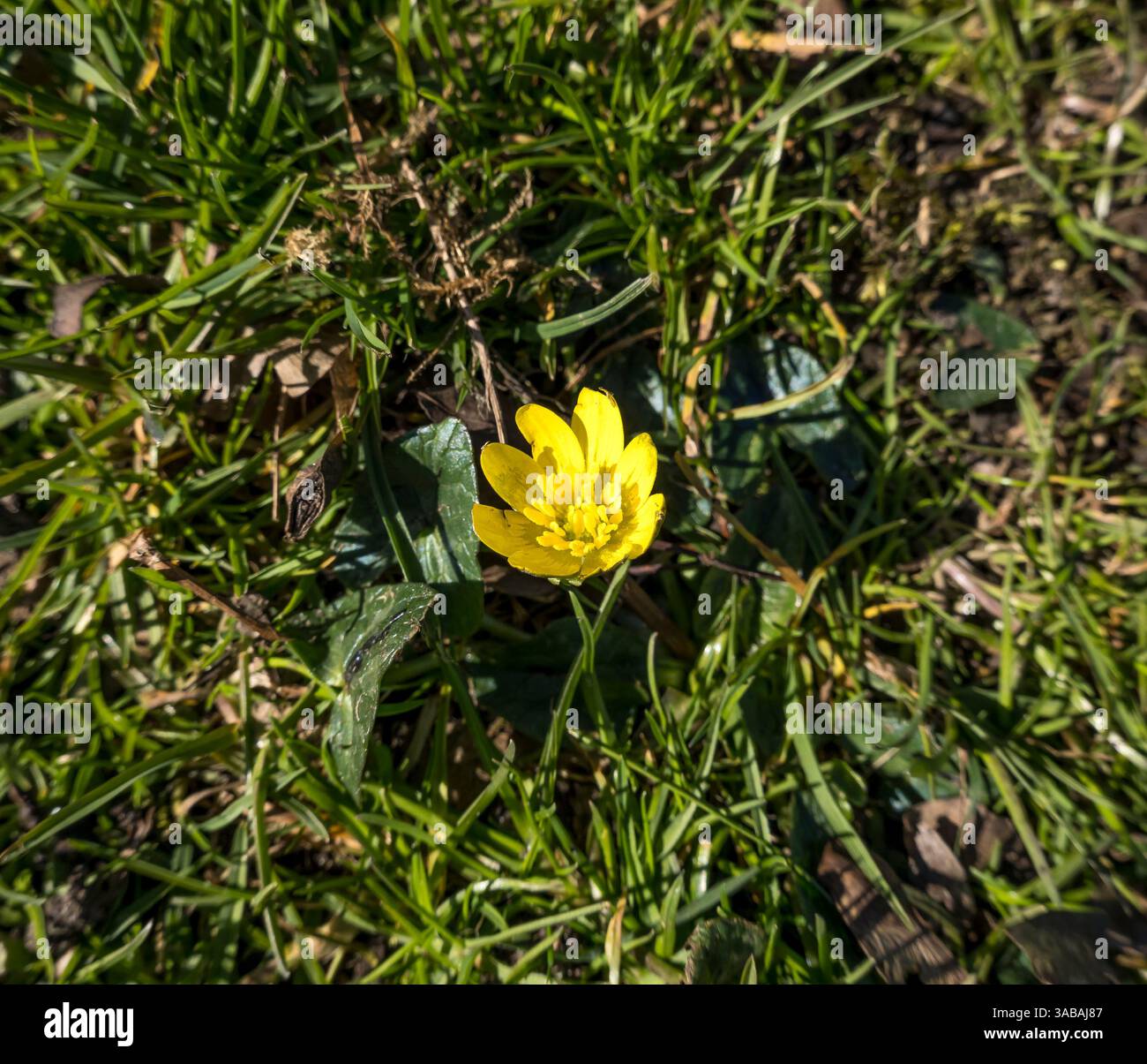 Ficaria verna lesser celandine hi-res stock photography and images - Alamy