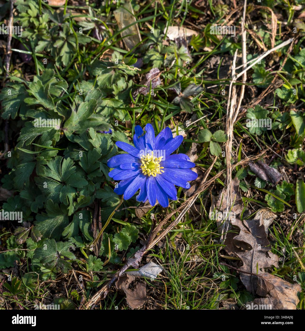 Greek Anemone flowering in spring Stock Photo - Alamy
