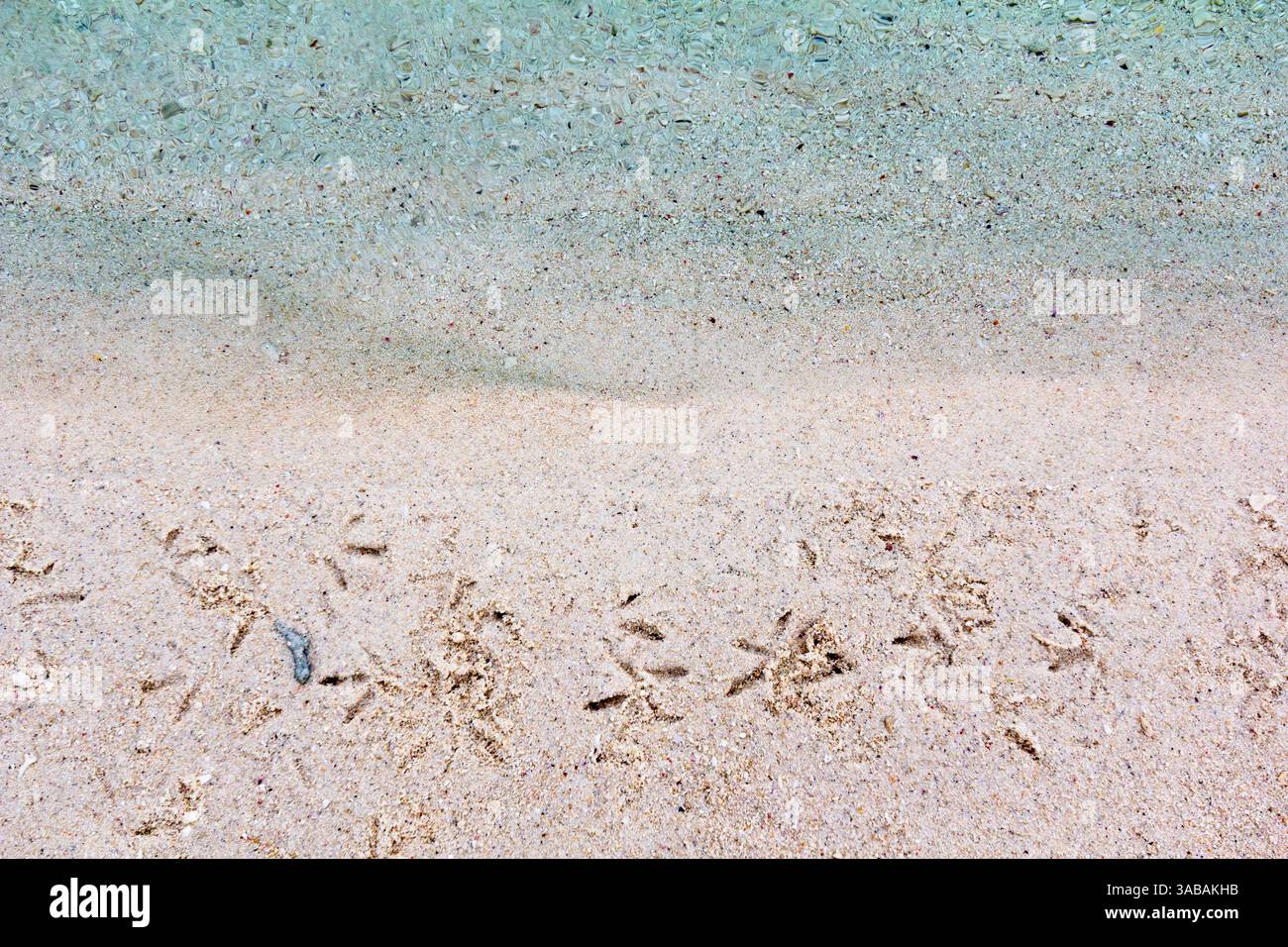 Tiny bird tracks etched on the soft white sand of White Island show ...