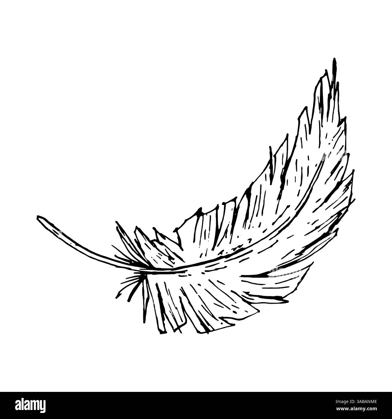 Hand drawn ink illustration of a curved bird feather. Monochrome vector ...