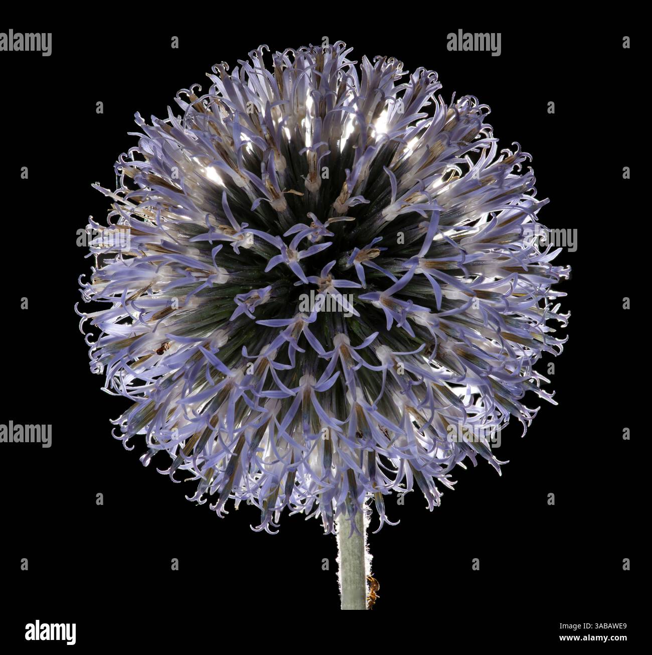 Globe thistle. Echinops ritro. Thistle with bright blue flowers ...