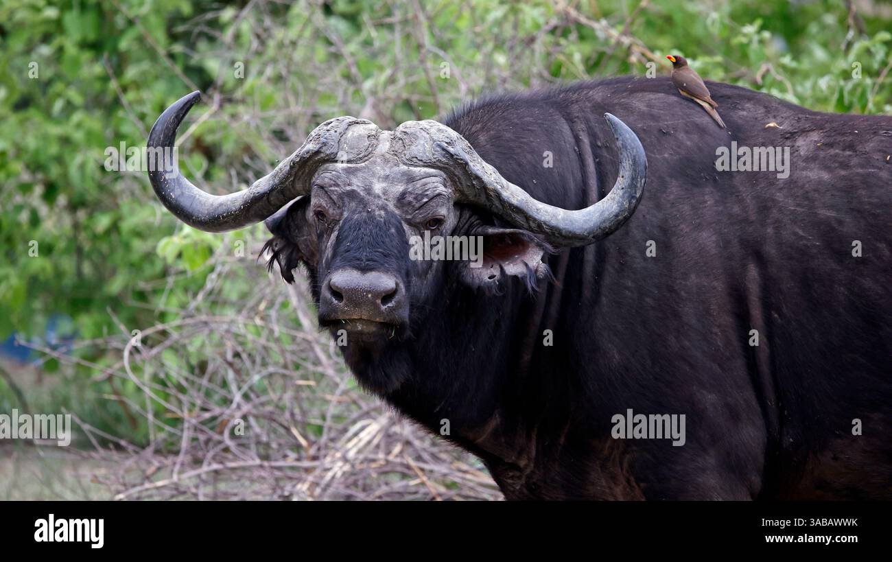 Buffalo in the Okavango delta Botswana Stock Photo - Alamy