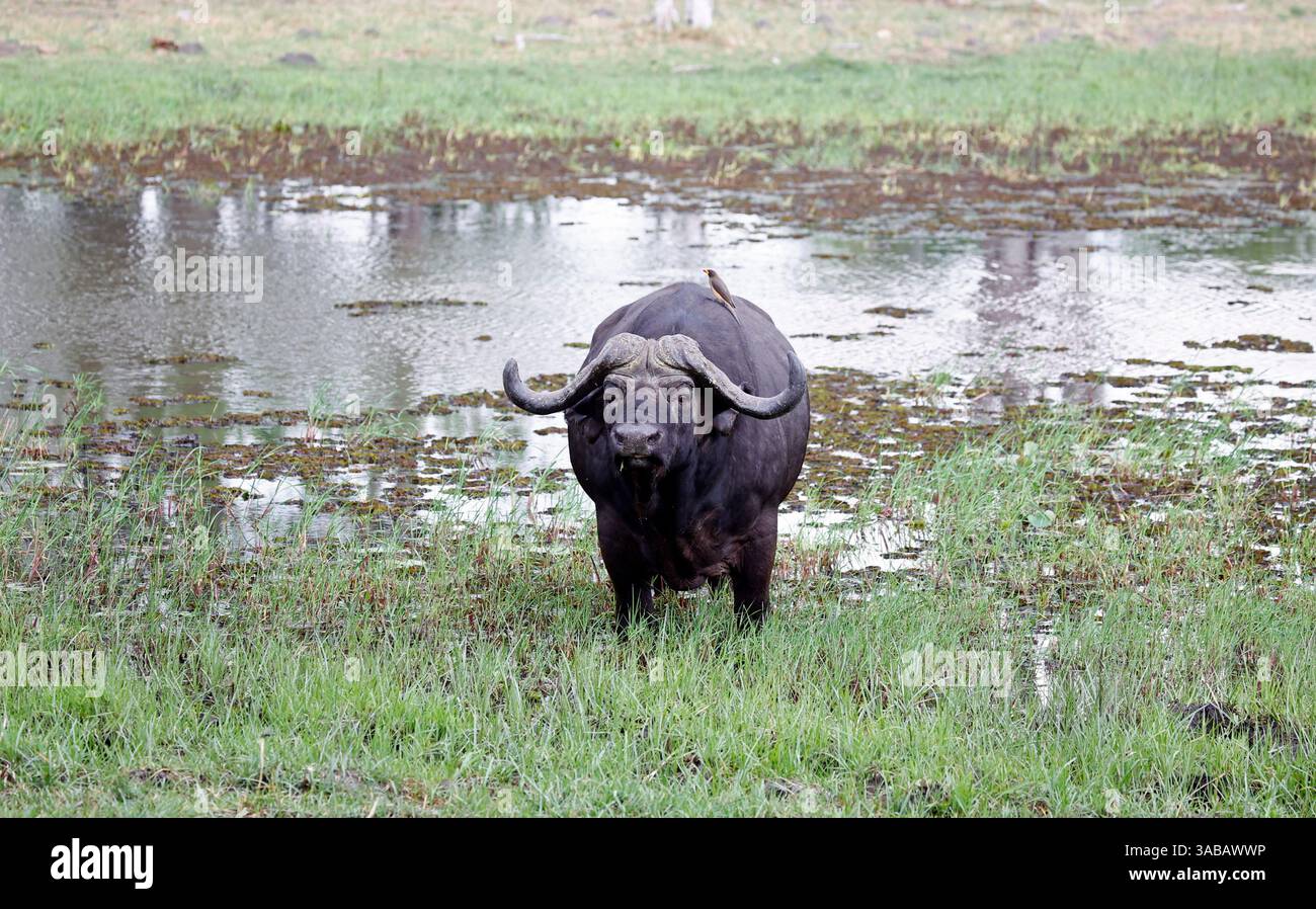 Buffalo in the Okavango delta Botswana Stock Photo - Alamy