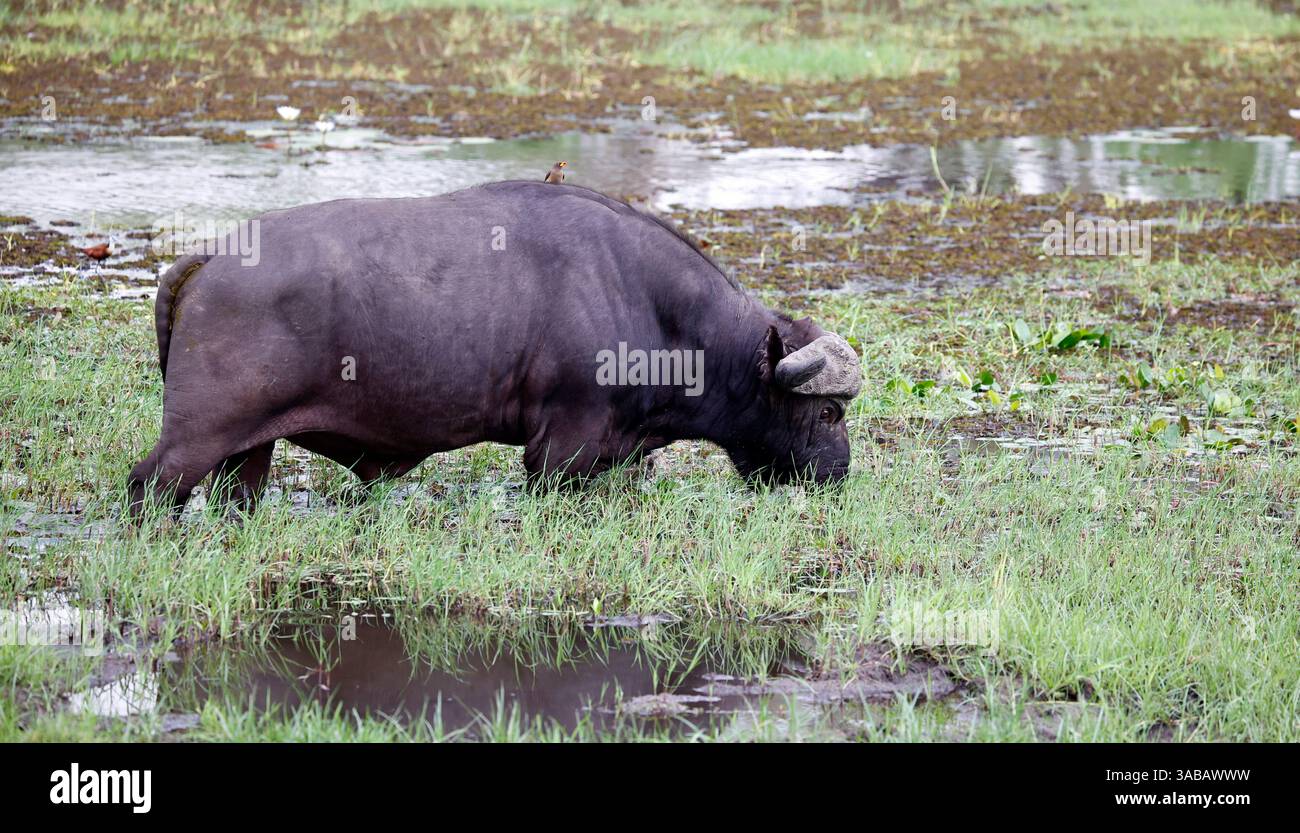 Buffalo in the Okavango delta Botswana Stock Photo - Alamy