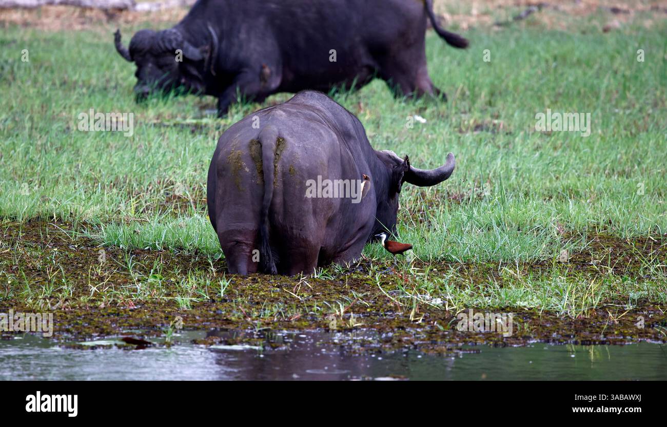 Buffalo in the Okavango delta Botswana Stock Photo - Alamy