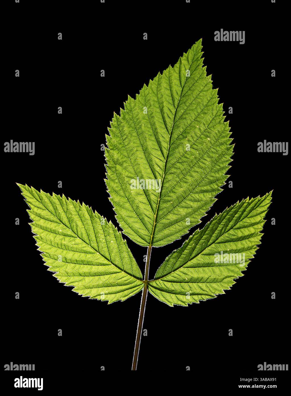 Raspberry leaves. Glen Ample variety. studio photograph, backlit on a ...