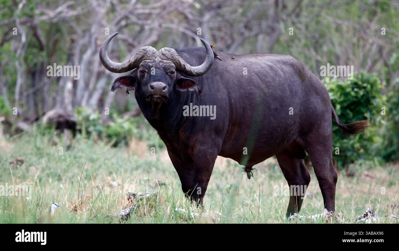 Buffalo in the Okavango delta Botswana Stock Photo - Alamy