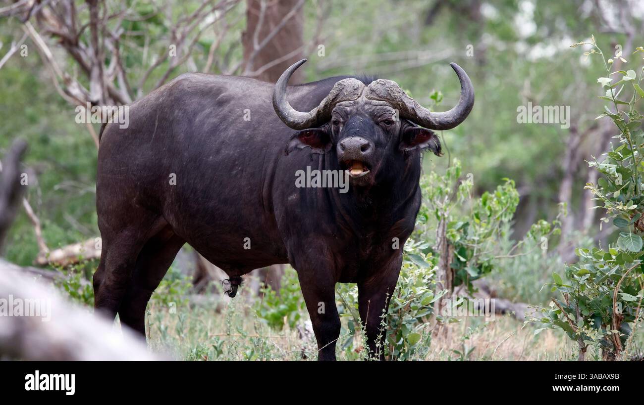Buffalo in the Okavango delta Botswana Stock Photo - Alamy