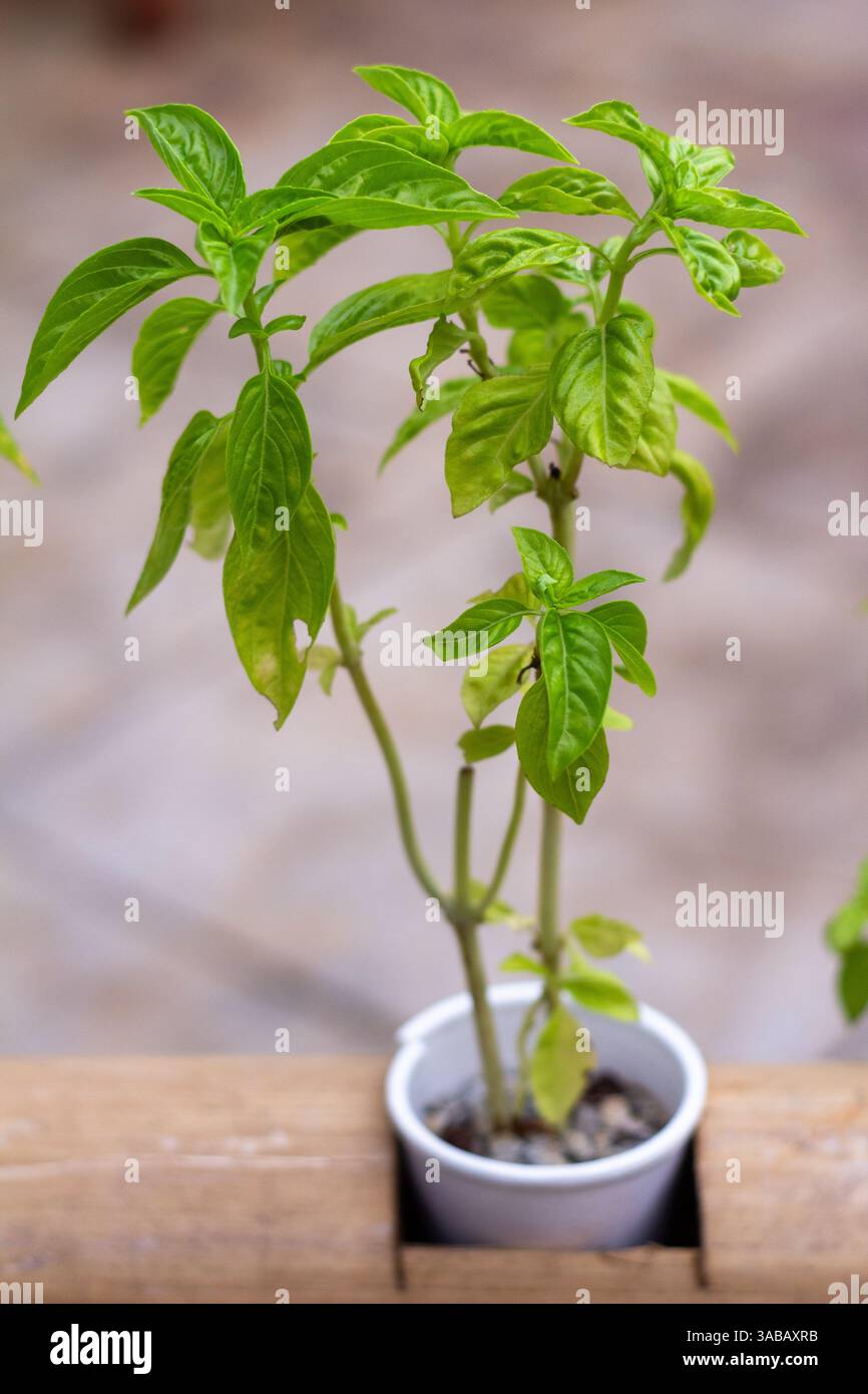 A fresh basil plant growing in a bamboo hydroponic system, showcasing ...