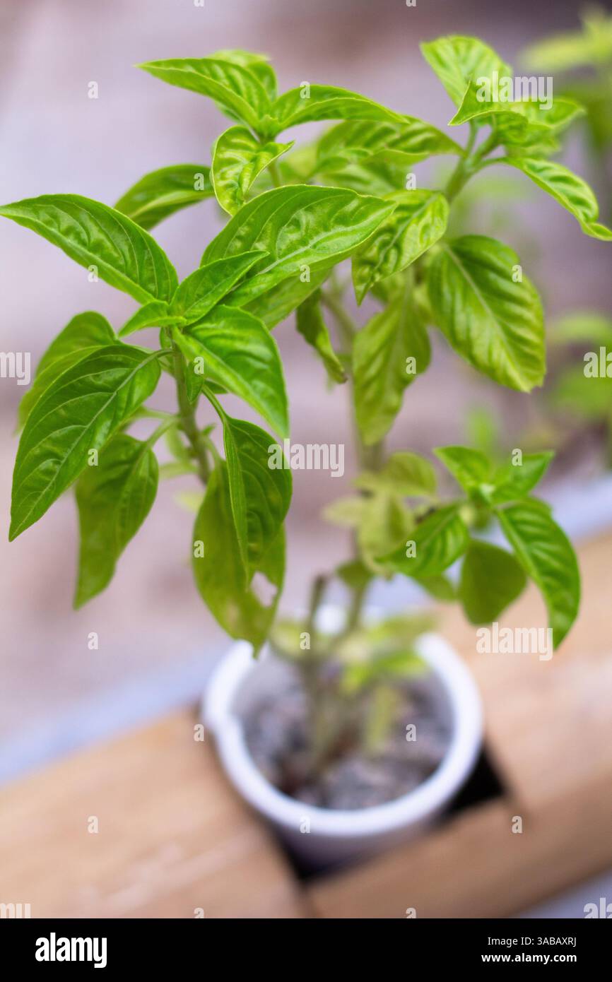 A fresh basil plant growing in a bamboo hydroponic system, showcasing ...