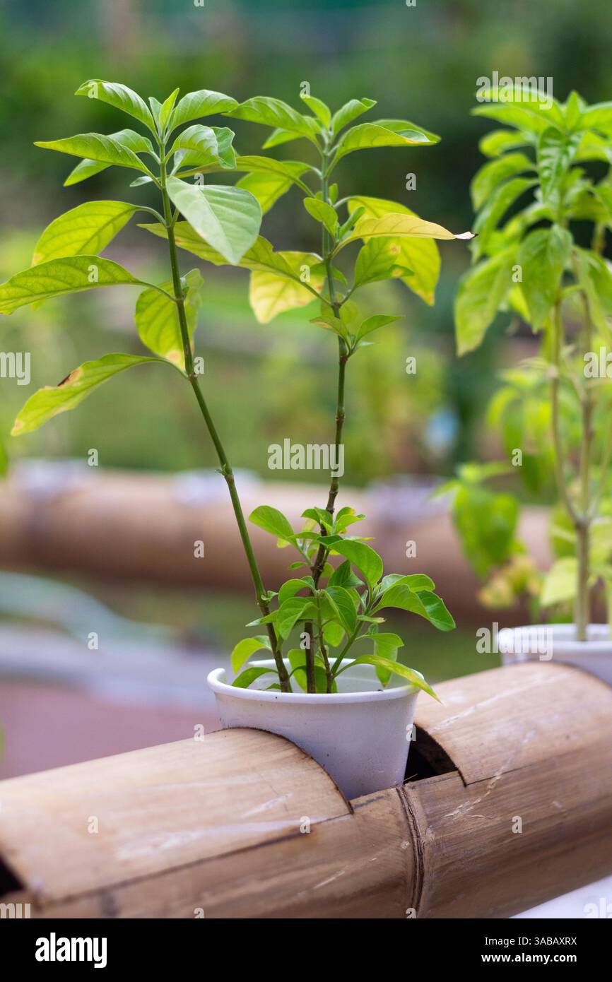 A fresh basil plant growing in a bamboo hydroponic system, showcasing ...