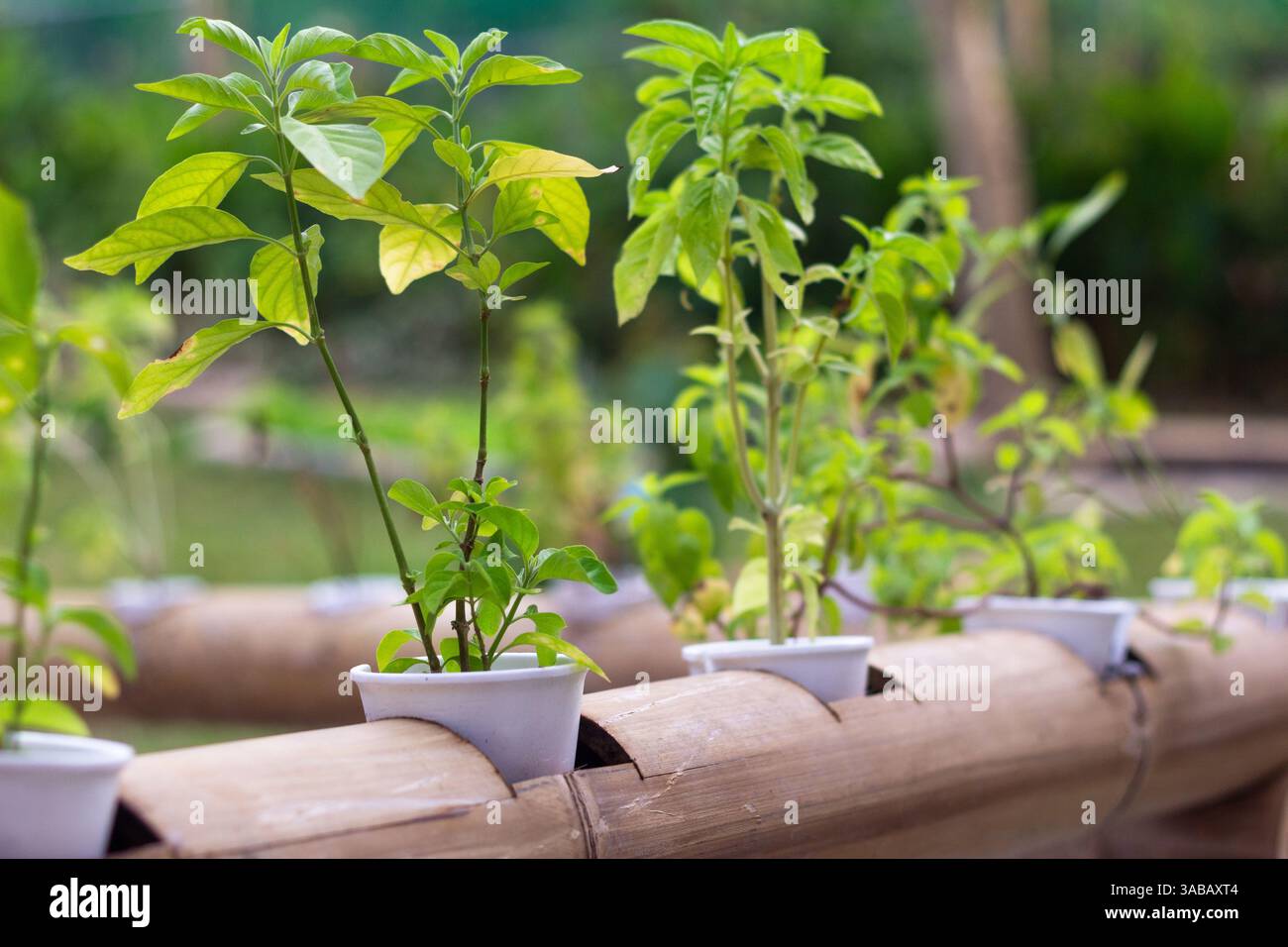 A fresh basil plant growing in a bamboo hydroponic system, showcasing ...
